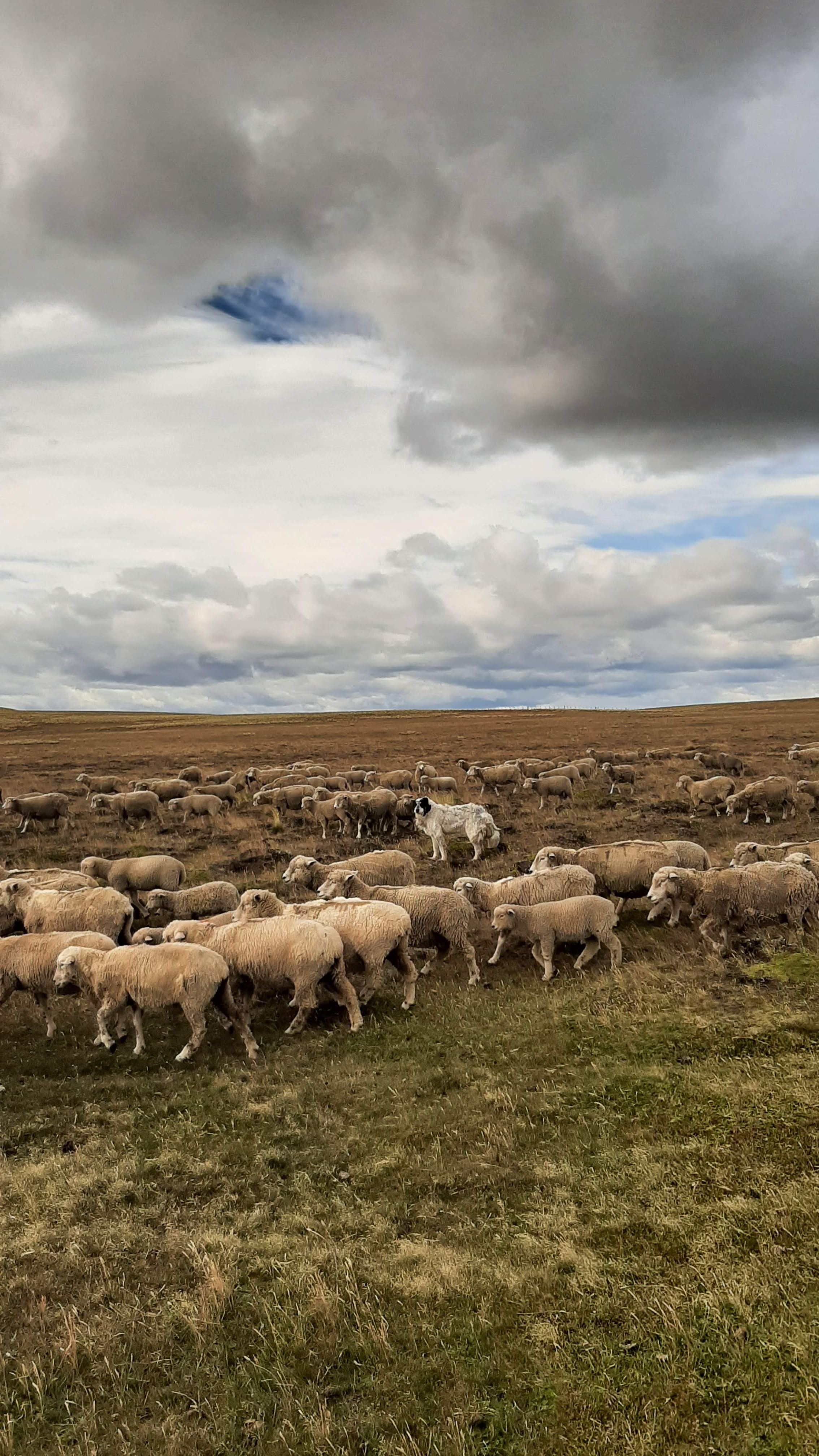 A Little Bit About Livestock Guardian Dog History – A Balancing Act