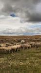 A Little Bit About Livestock Guardian Dog History – A Balancing Act