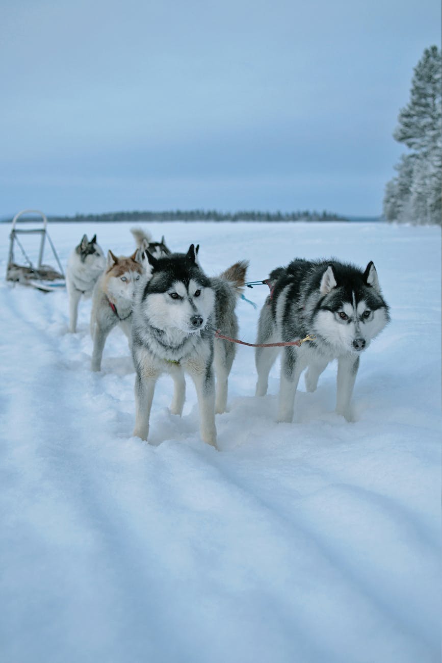 A Little Bit About Siberian Husky History – A Balancing Act