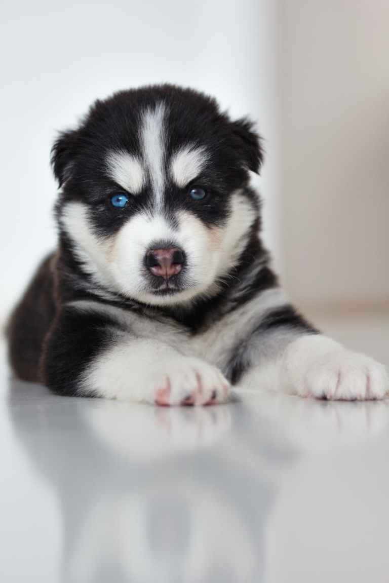 A Little Bit About Siberian Husky History – A Balancing Act
