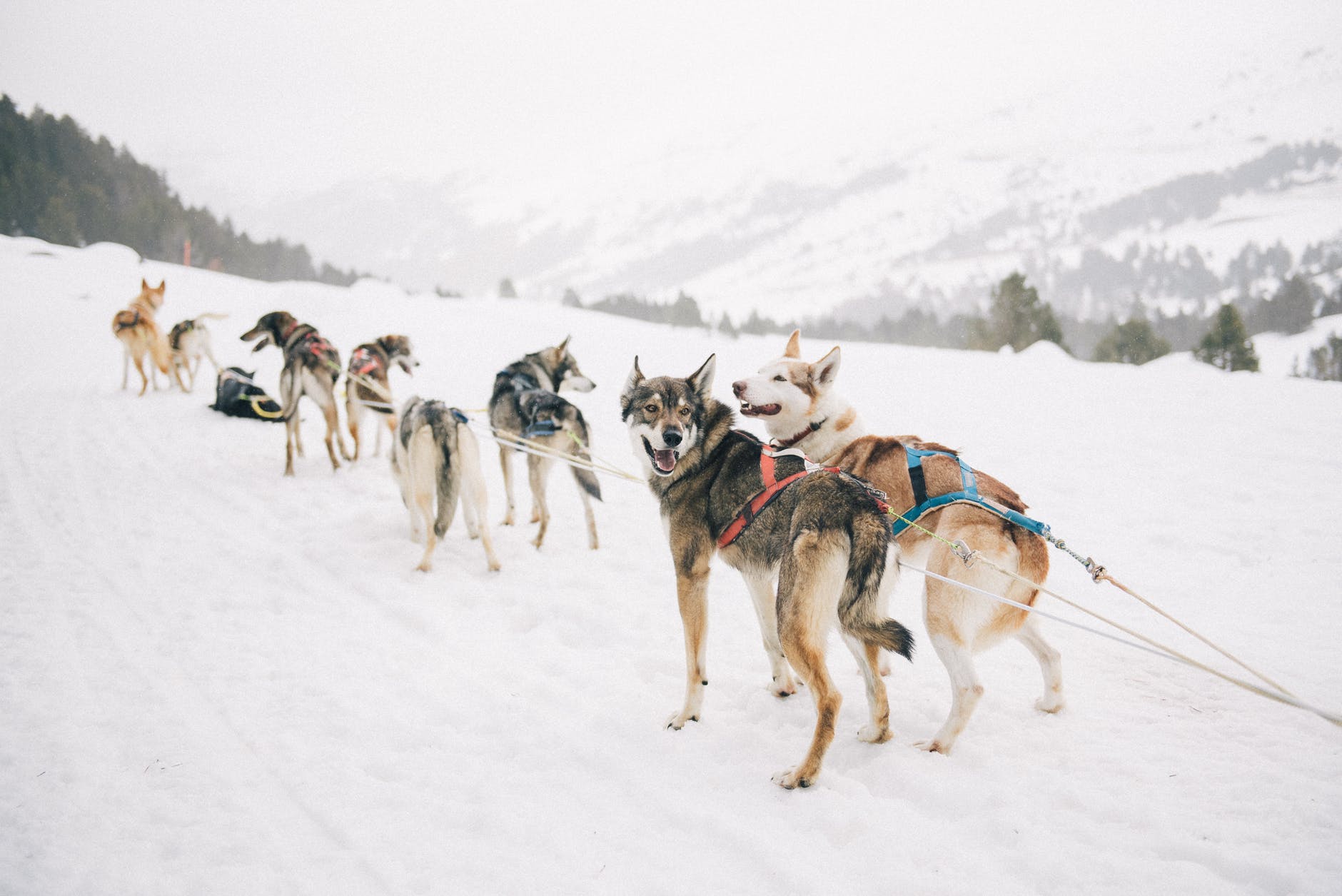 A Little Bit About Siberian Husky History – A Balancing Act