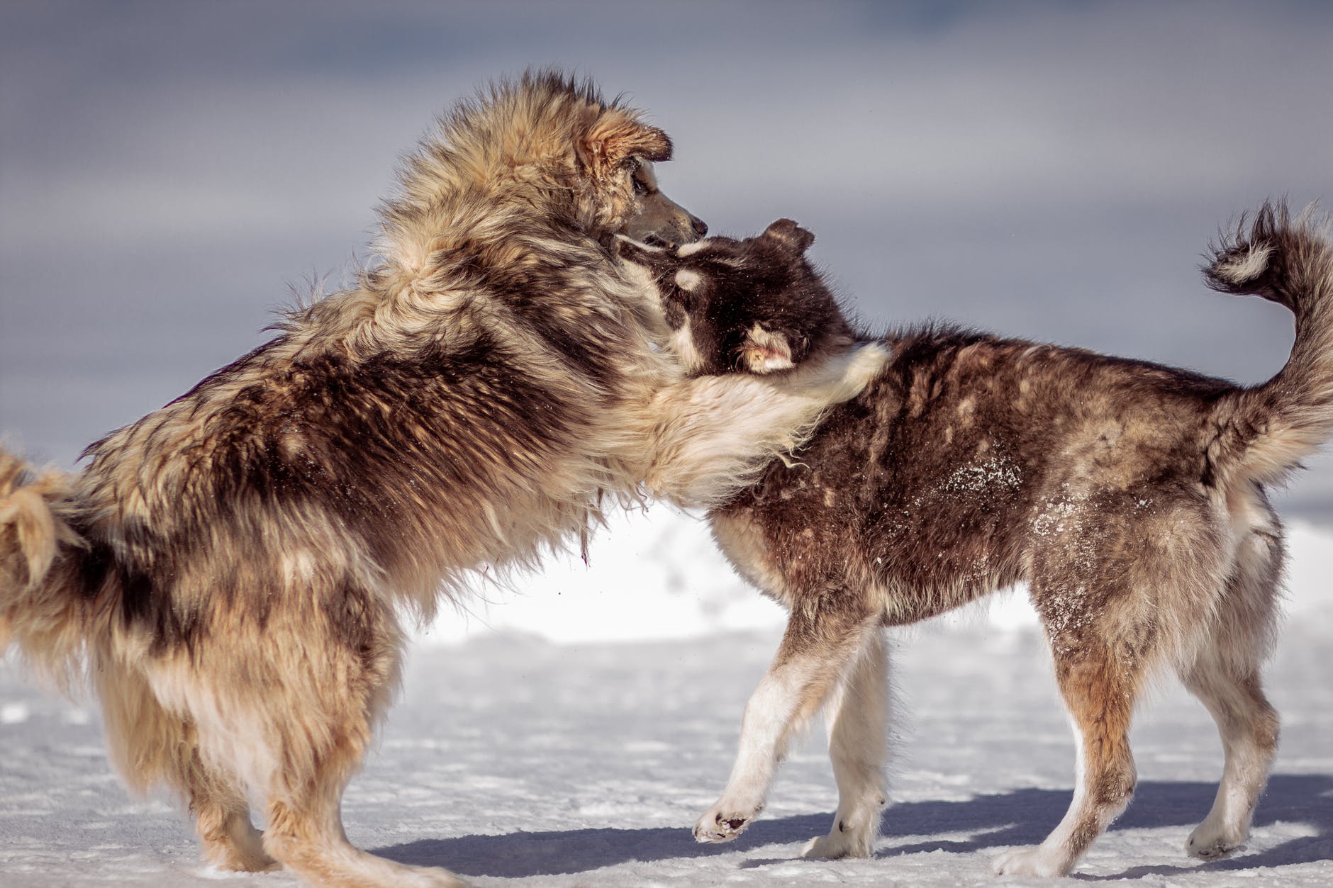 A Little Bit About Siberian Husky History – A Balancing Act