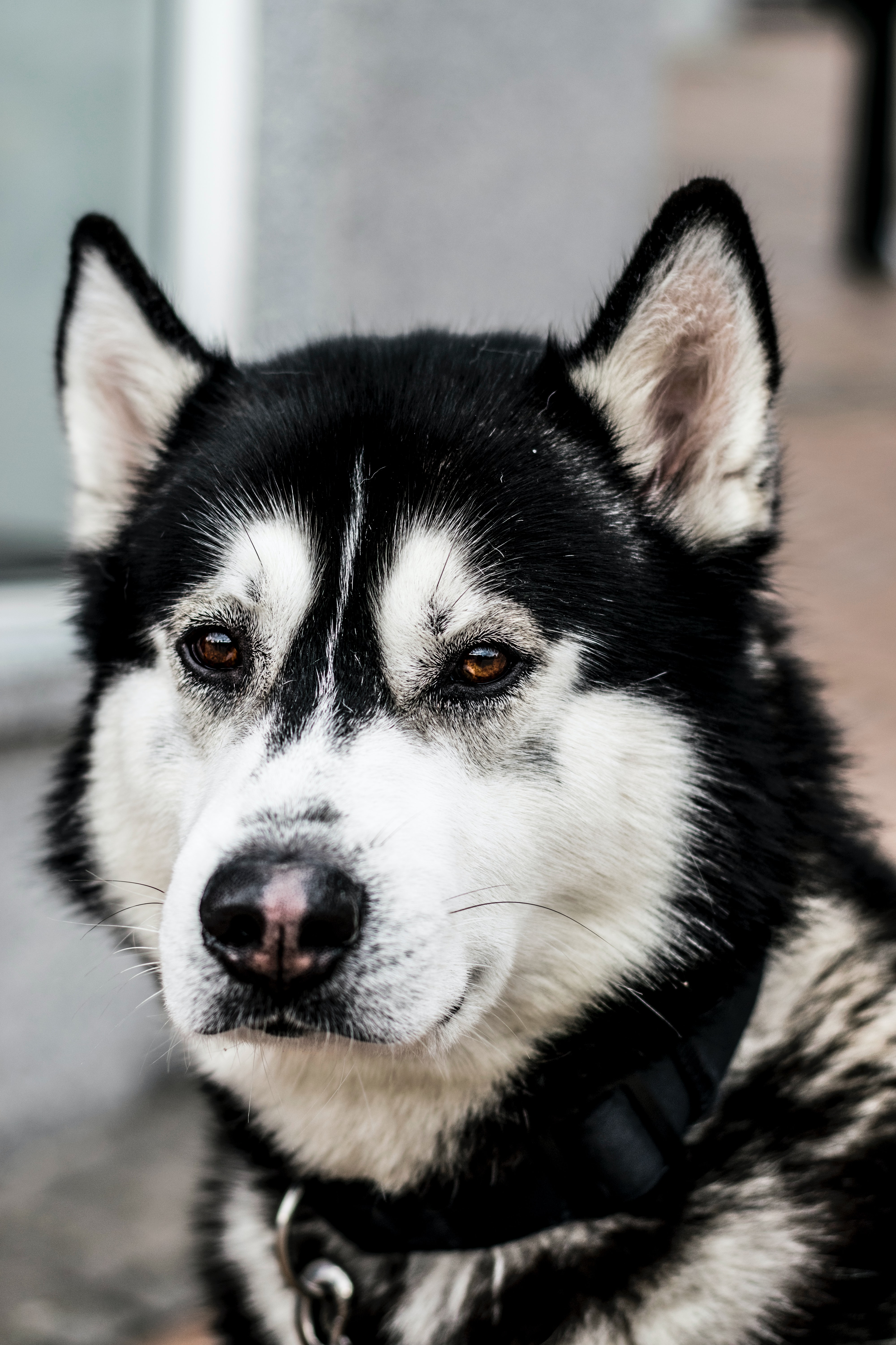 A Little Bit About Siberian Husky History – A Balancing Act