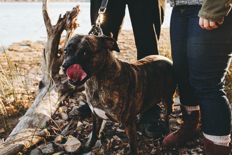 Aggression in Canines – A Balancing Act
