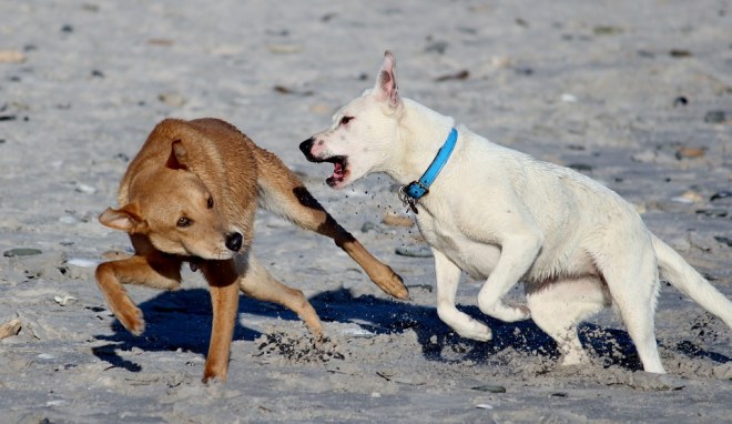 Aggression in Canines – A Balancing Act